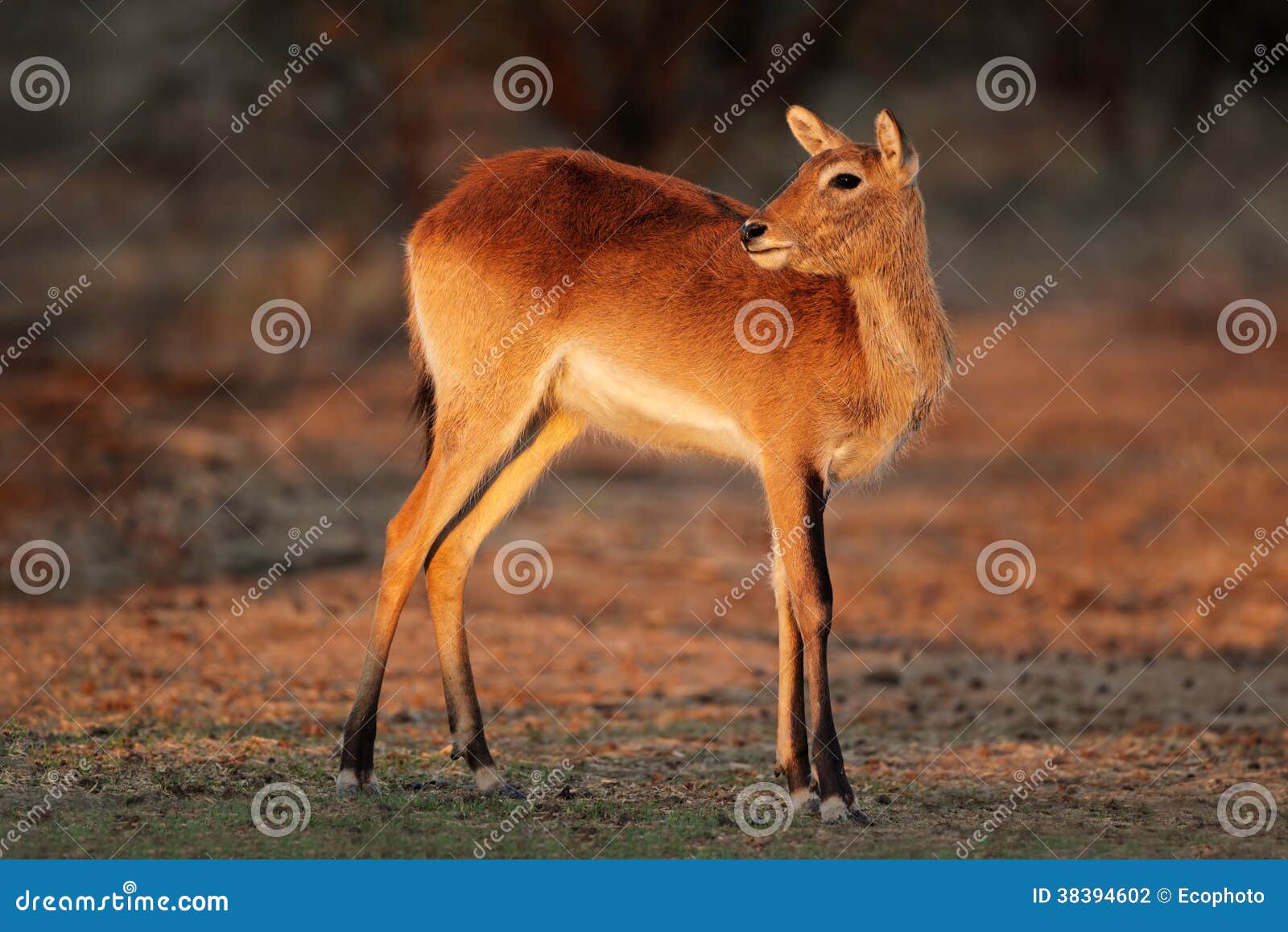 Red lechwe antelope stock photo. Image of kobus, animal - 38394602