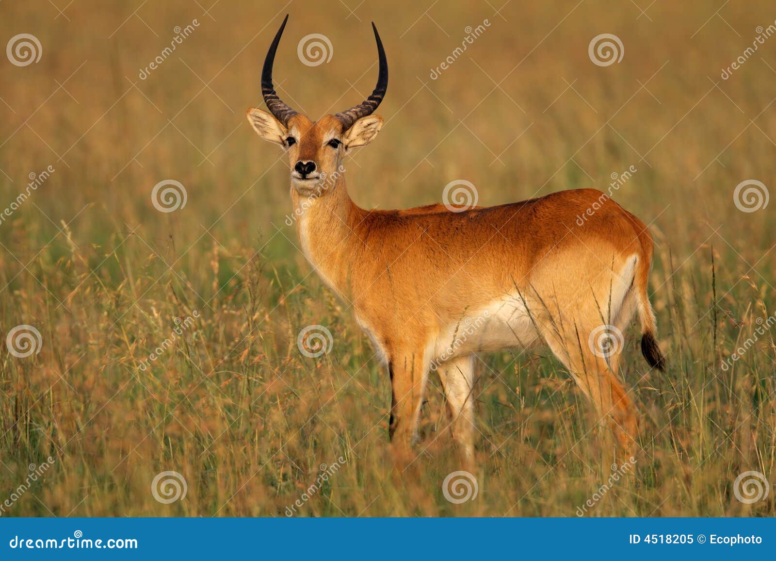Red lechwe antelope stock image. Image of wildlife, kobus - 4518205