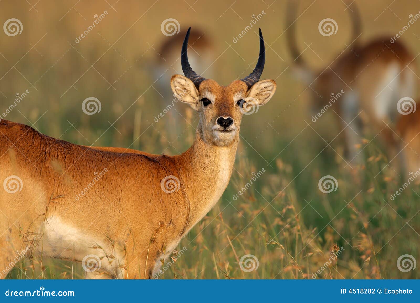 Red lechwe antelope stock photo. Image of watchful, horns - 4518282