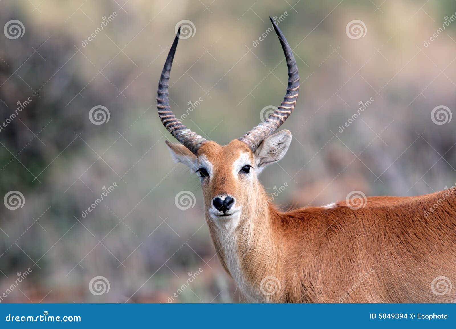 Red lechwe antelope stock photo. Image of animal, reserve - 5049394
