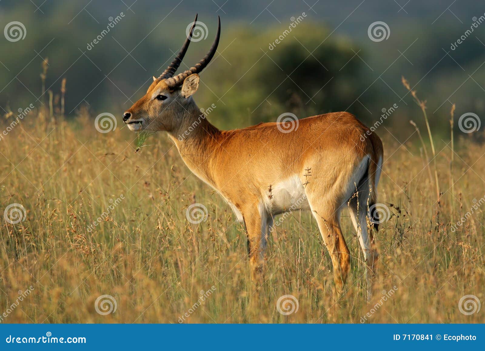 Red lechwe antelope stock image. Image of conservation - 7170841