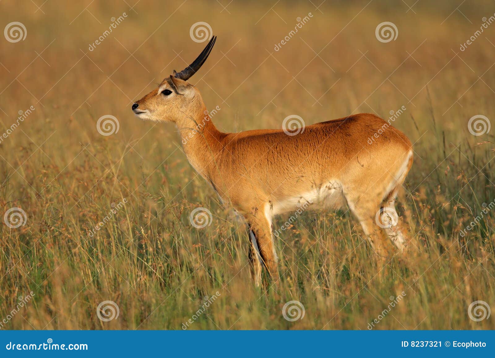 Red lechwe antelope stock image. Image of wilderness, africa - 8237321