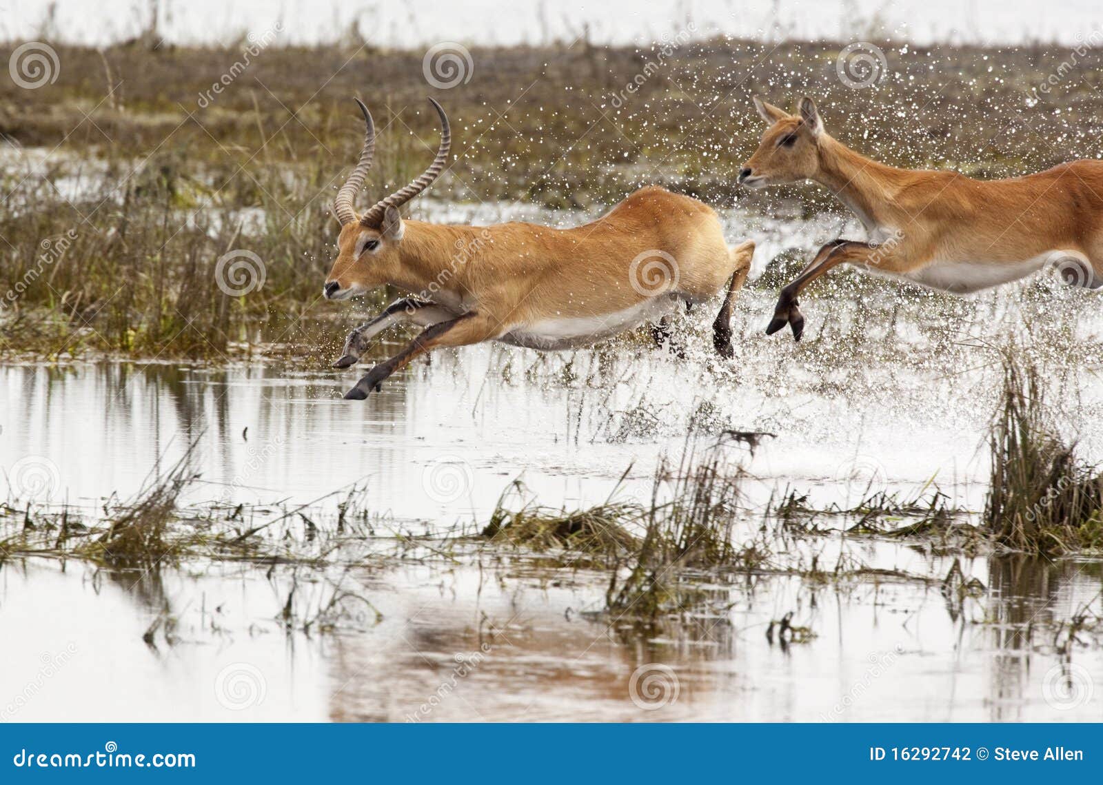 Red Lechwe Antelope - Botswana Stock Photo - Image of leaping, jumping ...
