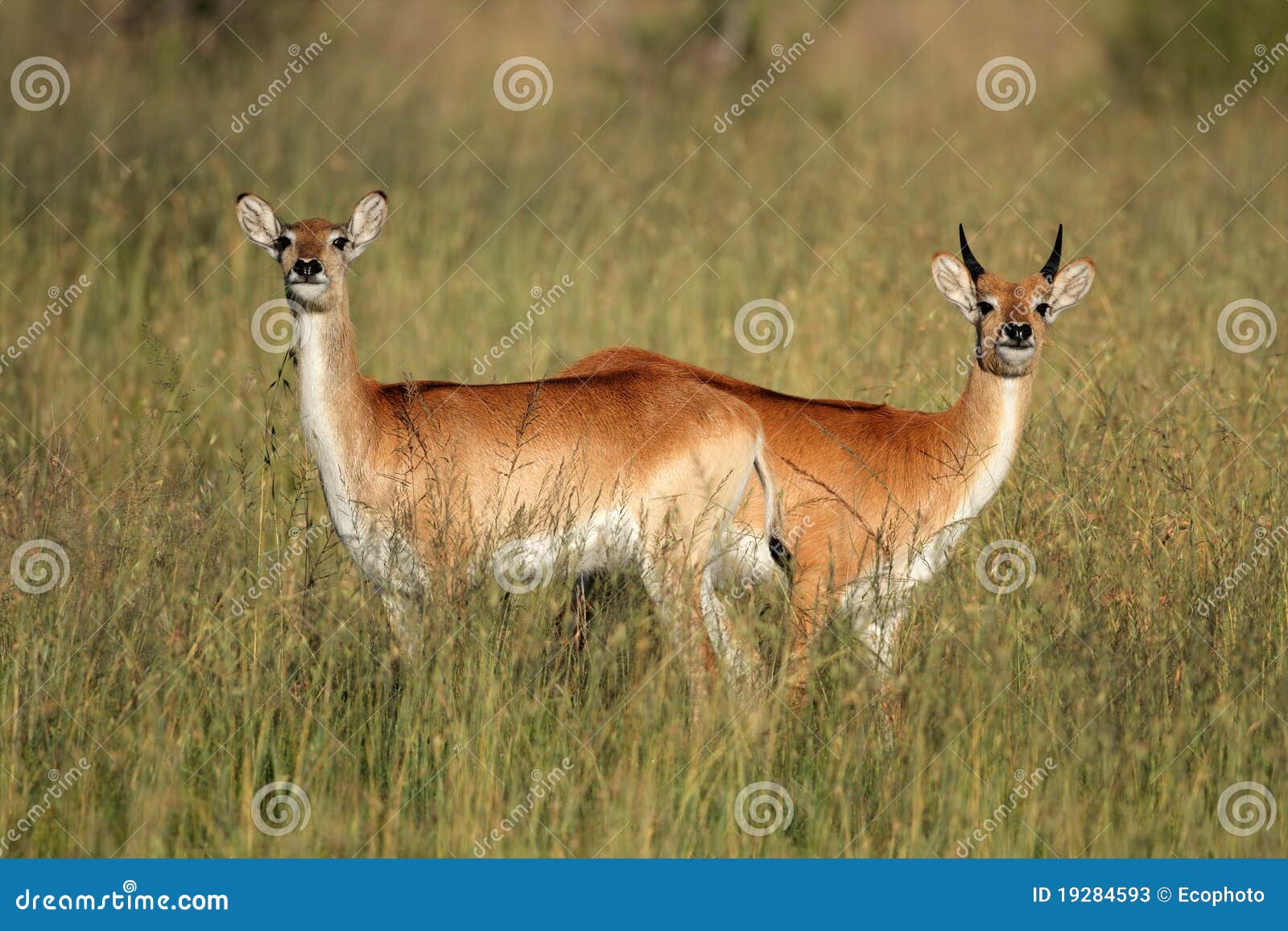 Red lechwe antelopes stock image. Image of antelope, mammal - 19284593