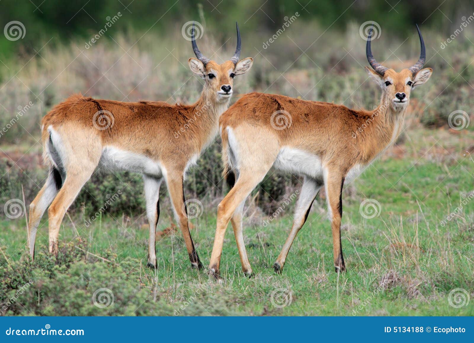 Red lechwe antelopes stock photo. Image of outdoor, safari - 5134188