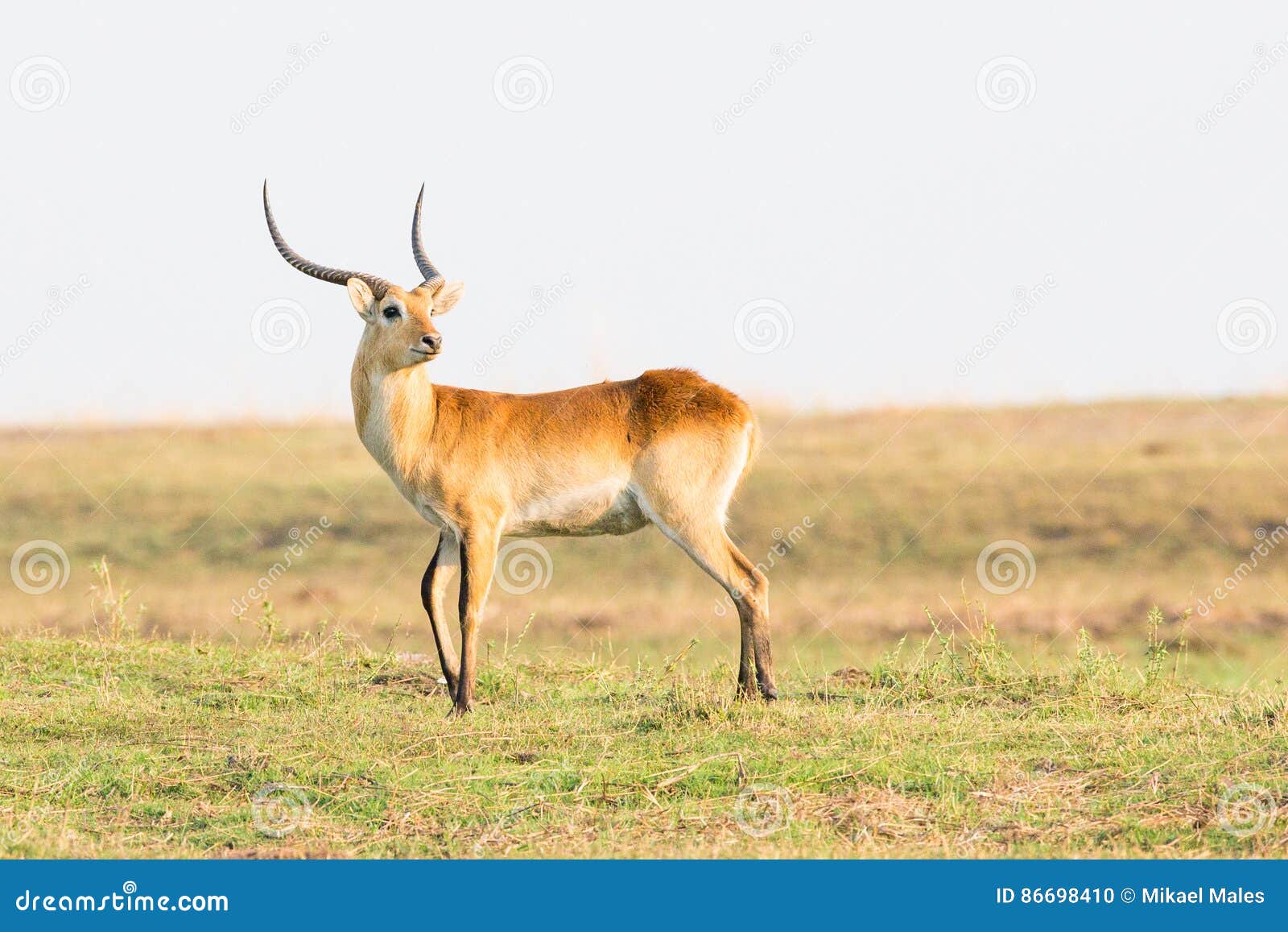 Red Lechwe Buck Looking Behind Him Stock Photo - Image of grass ...