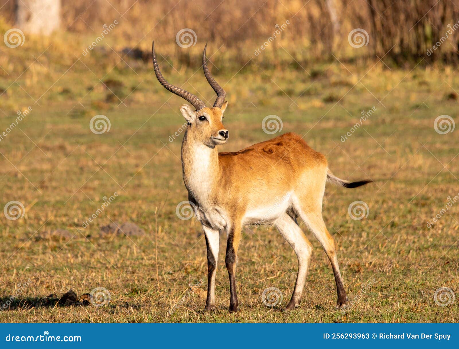 Red Lechwe Isolated in the Delta Stock Image - Image of discover ...