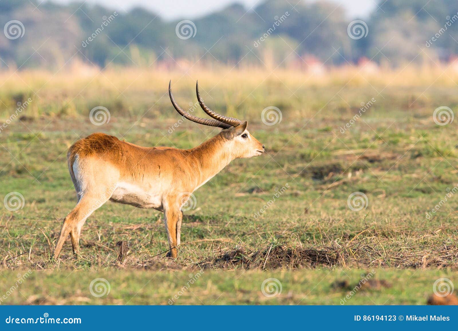 Red lechwe stock image. Image of nature, male, african - 86194123