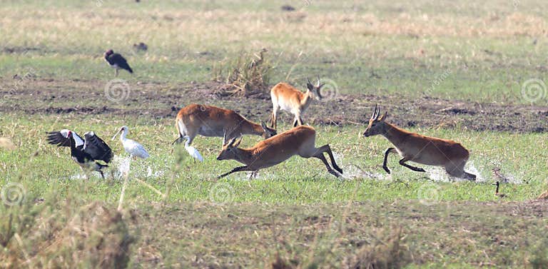 Red Lechwe Running and Playing Stock Photo - Image of running, playing ...