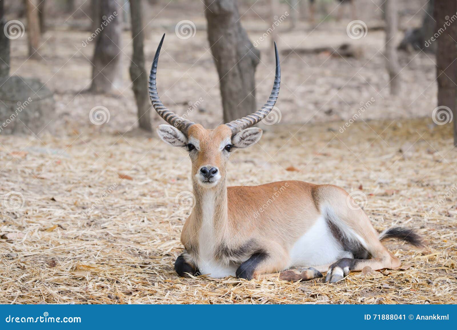 Red lechwe in zoo stock image. Image of animal, leche - 71888041