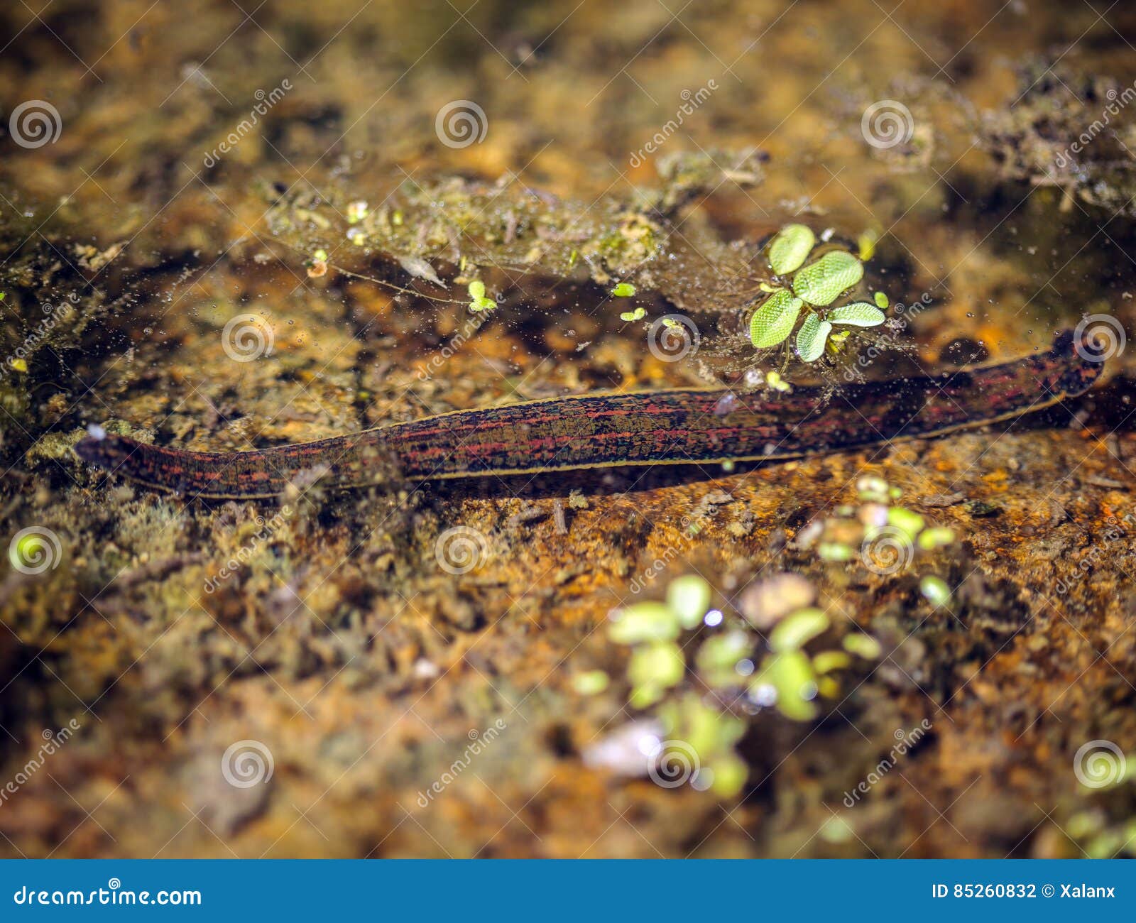Red leech in a swamp stock photo. Image of animal, worm - 85260832