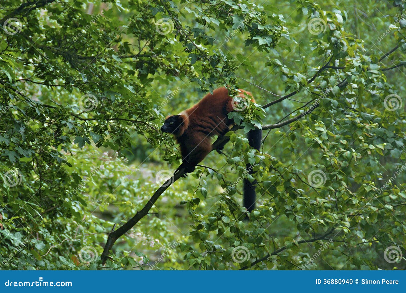 Red Lemur stock photo. Image of endangered, long, trees - 36880940