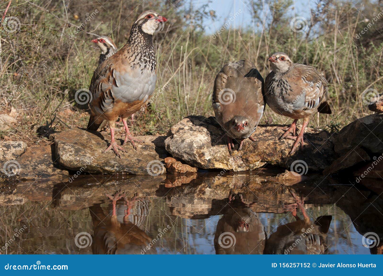 Red-legged, Alectoris Rufa, Family Drinking Water Stock Photo - Image ...