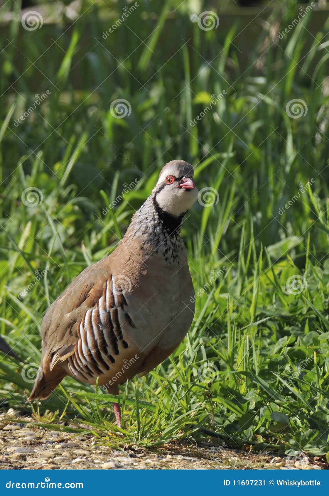 Red-legged or French Partridge Stock Image - Image of rufa, beak: 11697231