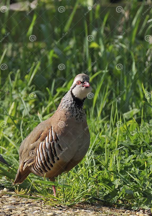 Red-legged or French Partridge Stock Image - Image of rufa, beak: 11697231