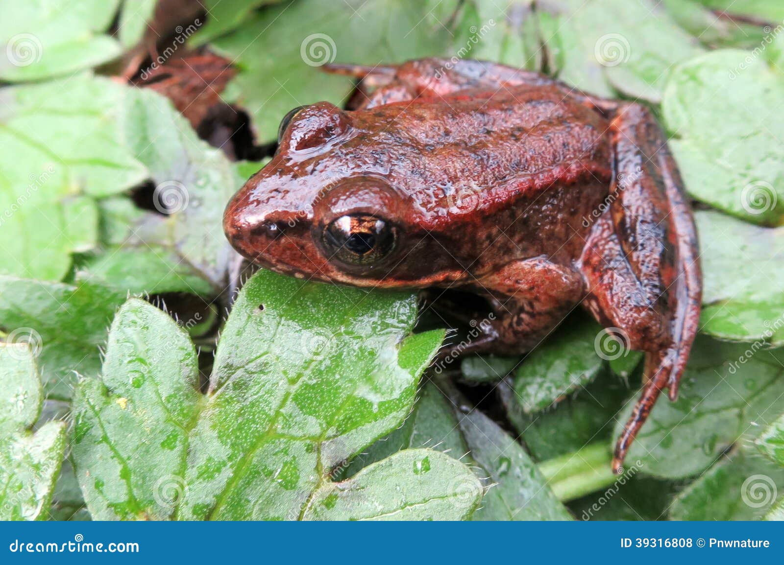 Red-legged Frog stock photo. Image of green, outdoors - 39316808