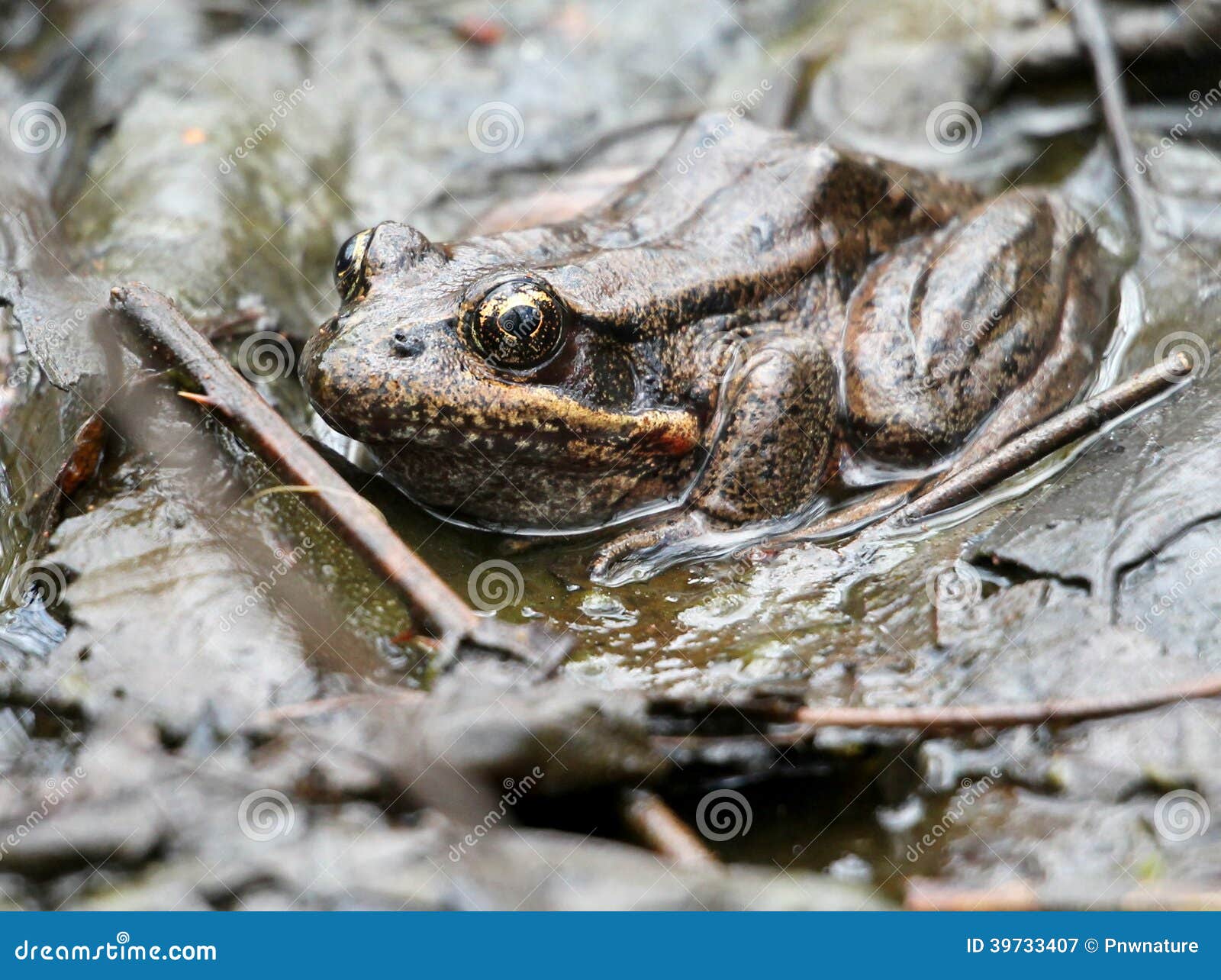Red-legged Frog Hiding in Plain Sight Stock Image - Image of frog ...