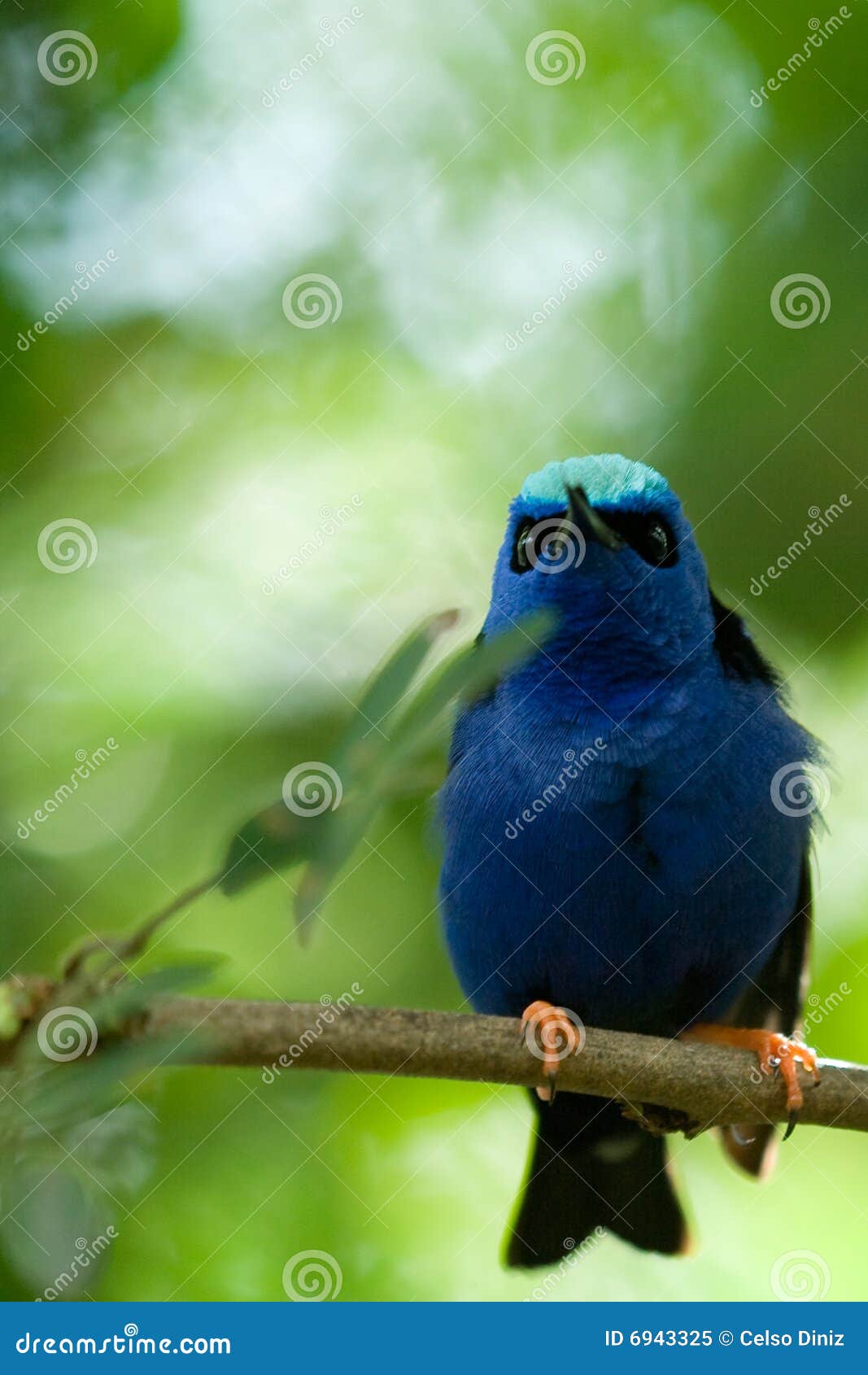 Blue bird stock image. Image of pretty, nature, forest - 6943325