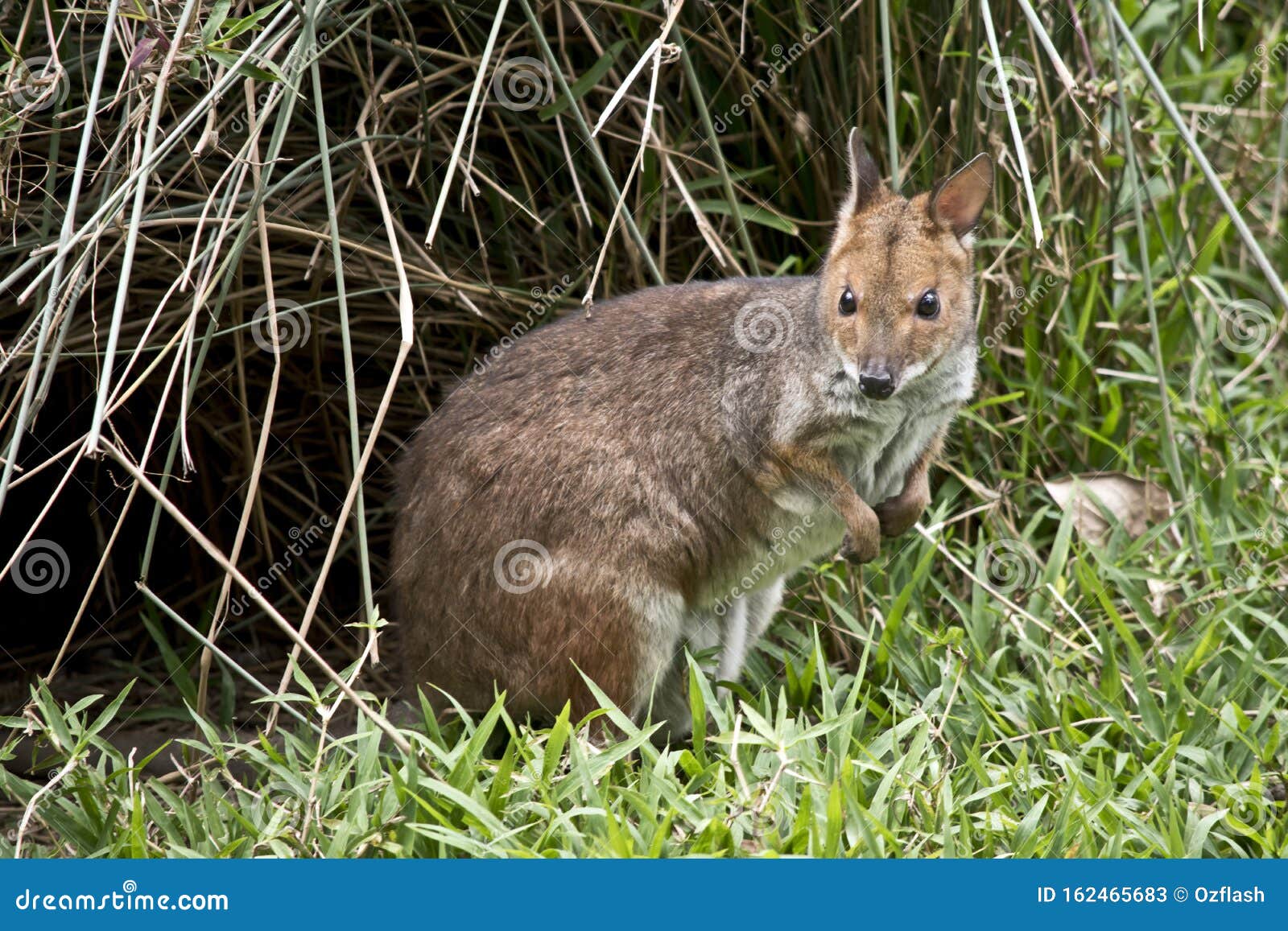 This is a Red-legged Pademelon Stock Image - Image of furry, shoulders ...