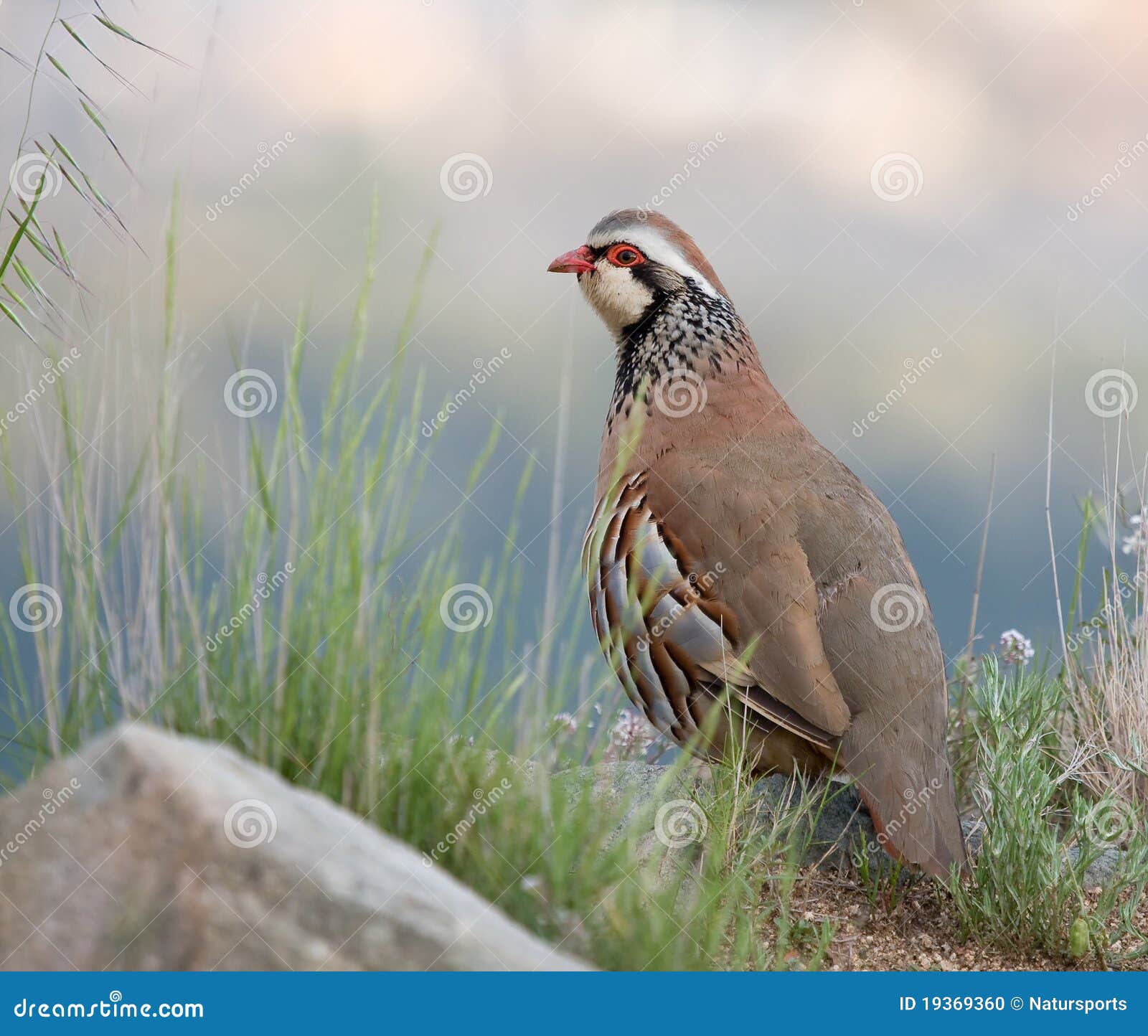 Red Legged Partridge stock photo. Image of animal, food - 19369360