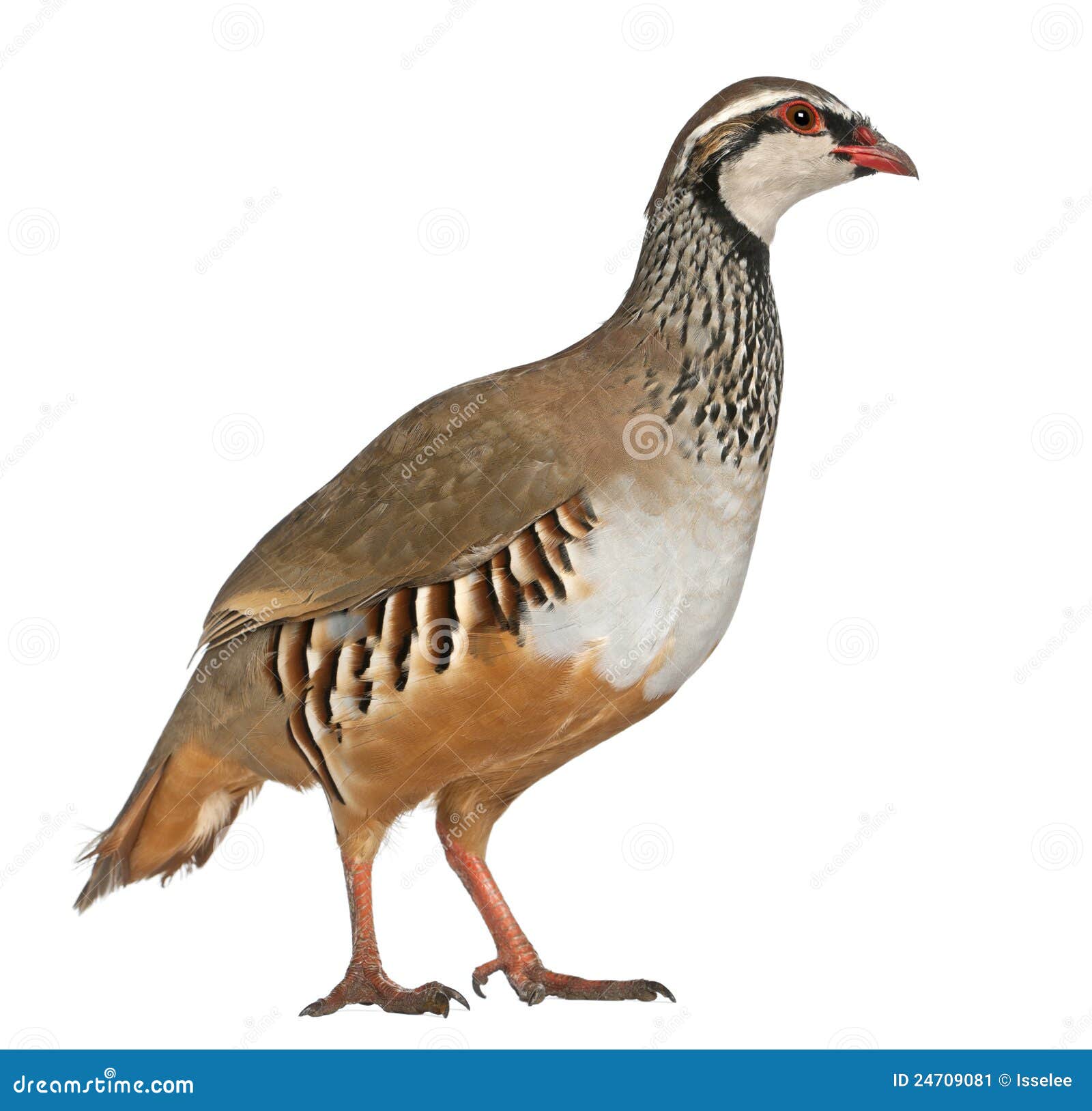 Red-legged Partridge stock image. Image of alectoris - 24709081