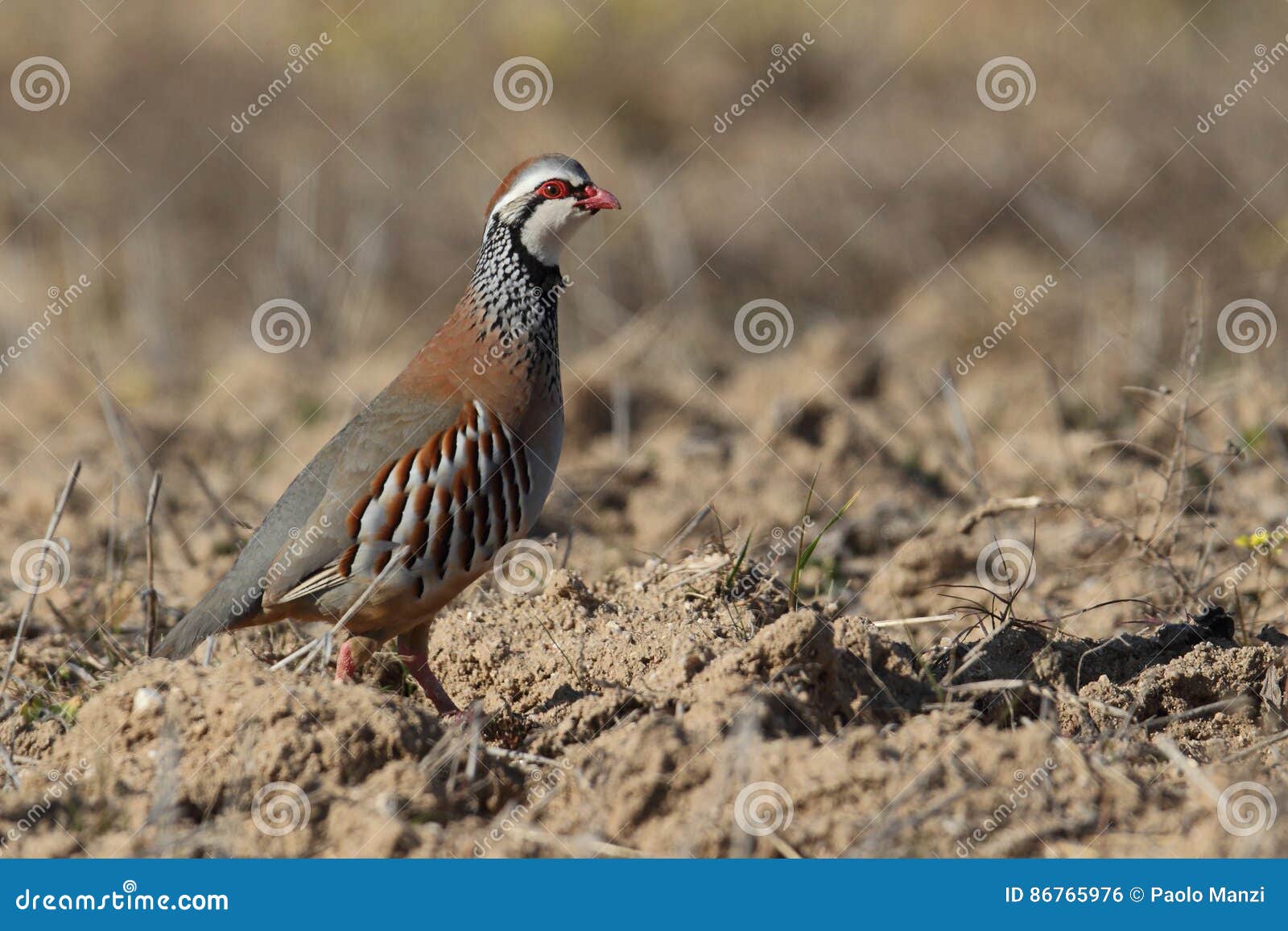 Red-legged partridge stock photo. Image of italian, legged - 86765976