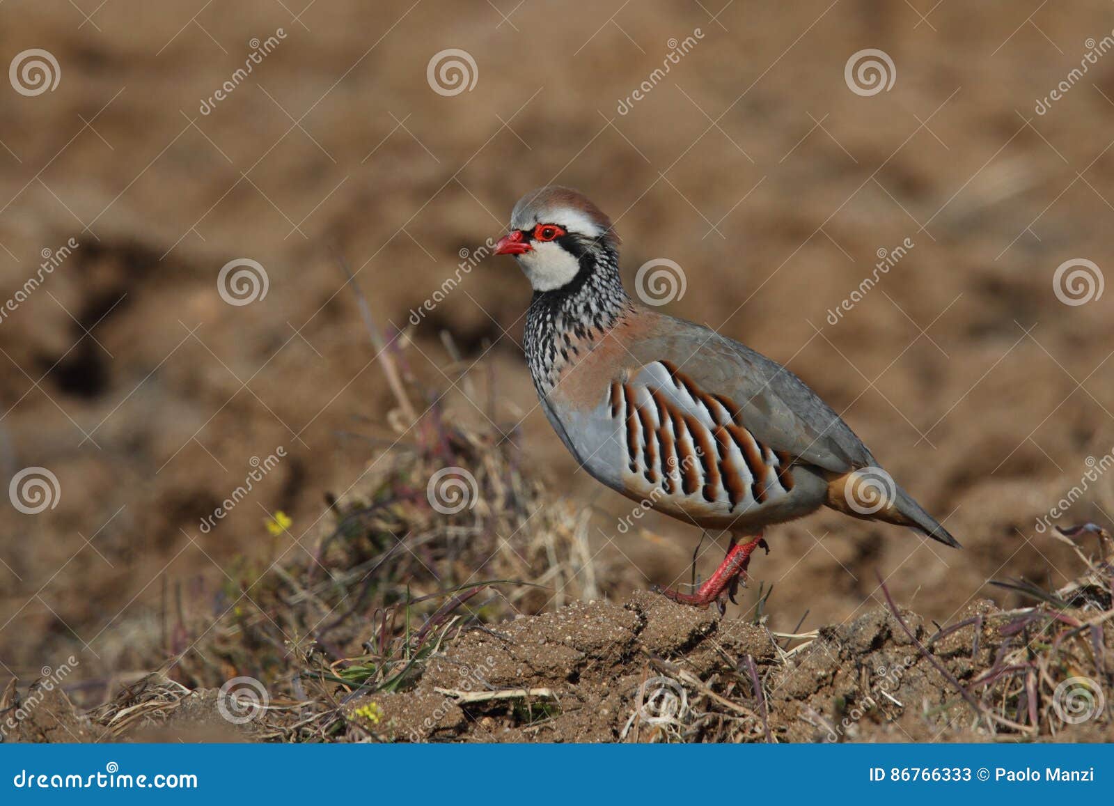 Red-legged partridge stock image. Image of grass, legged - 86766333