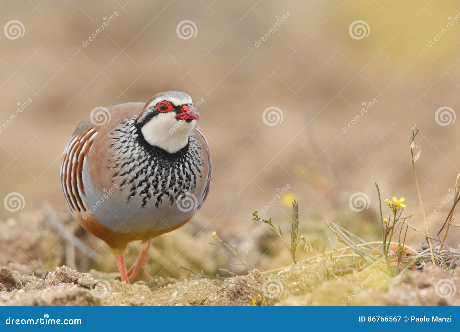 Red-legged partridge stock image. Image of bird, bald - 86766567