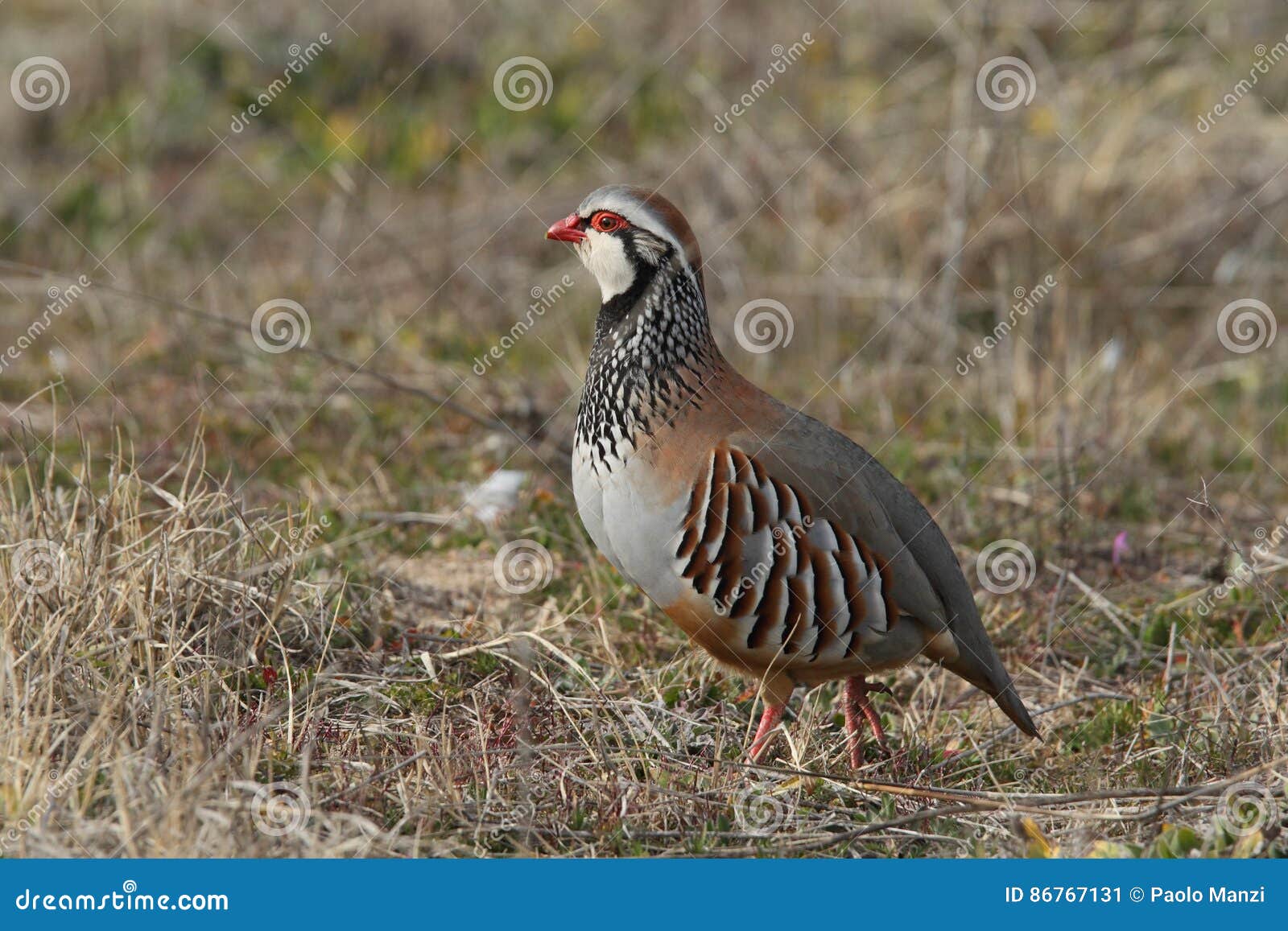 Red-legged partridge stock image. Image of autumn, common - 86767131