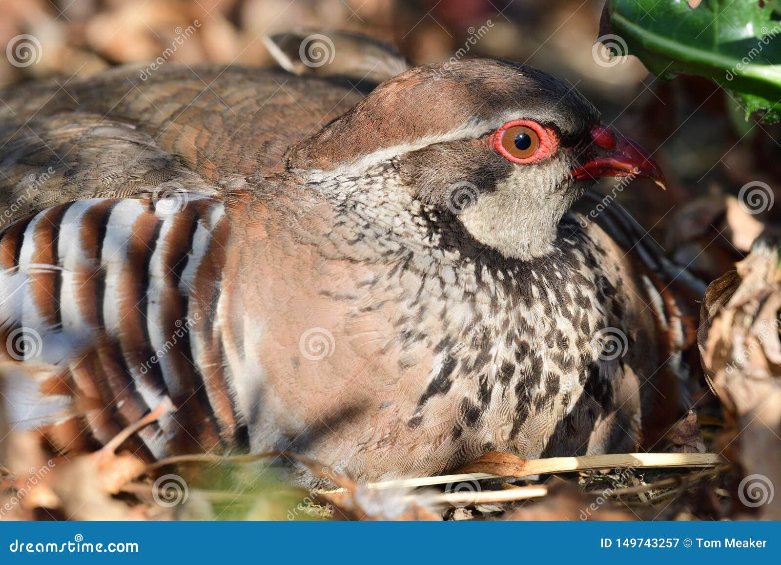 Red Legged Partridge Alectoris Rufa Stock Image - Image of close ...