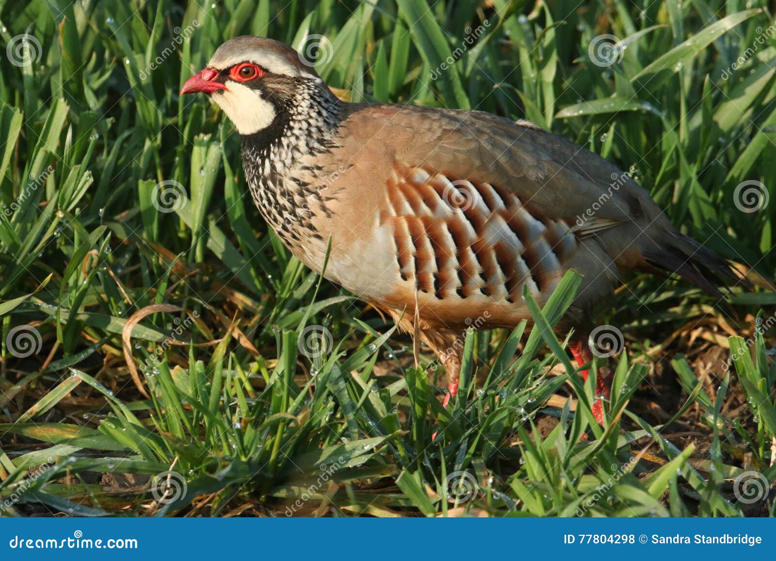 Red Legged Partridge (Alectoris Rufa). Stock Photo - Image of meadow ...