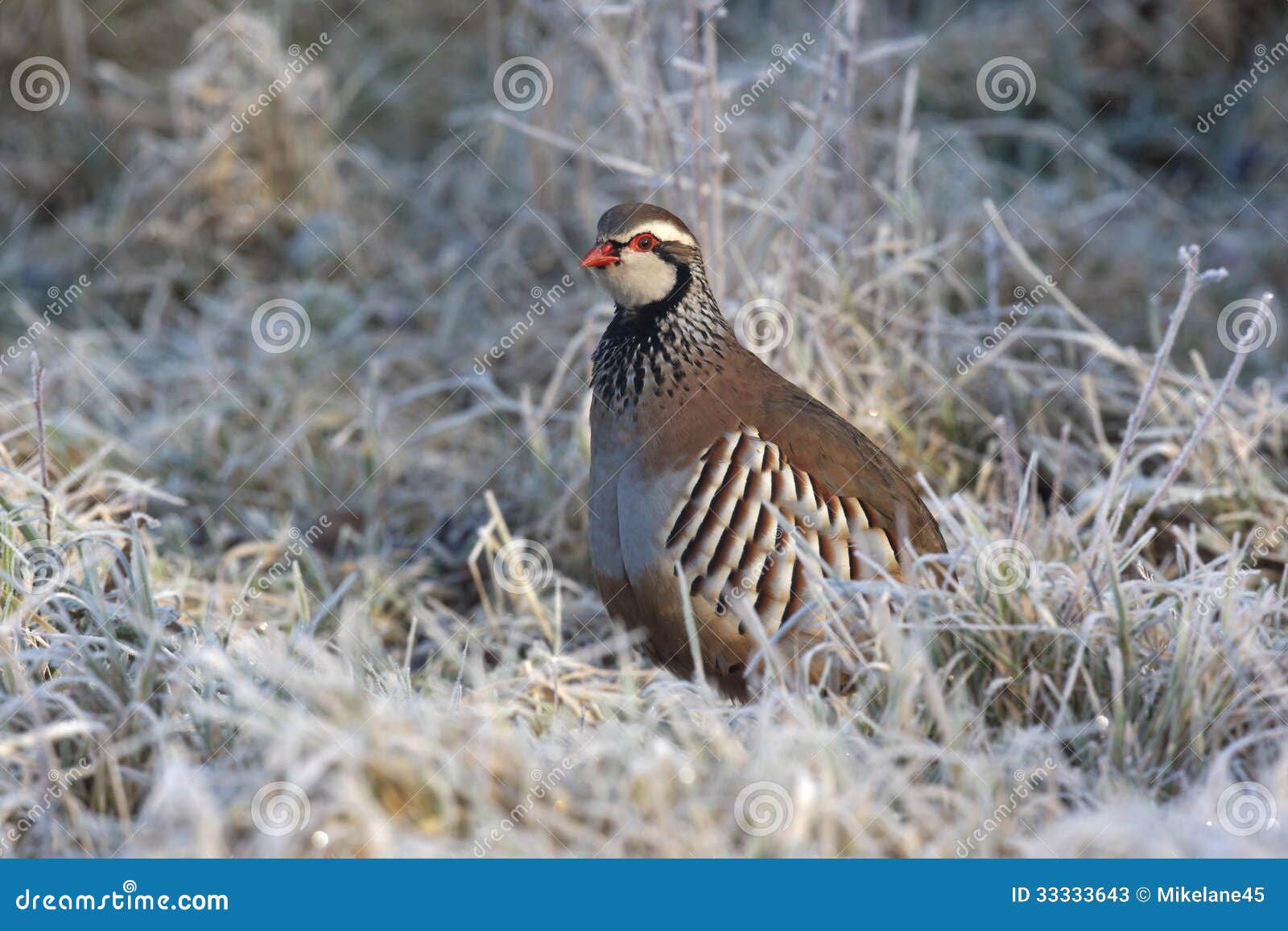 Red Legged Partridge, Alectoris Rufa Stock Image - Image of legged ...