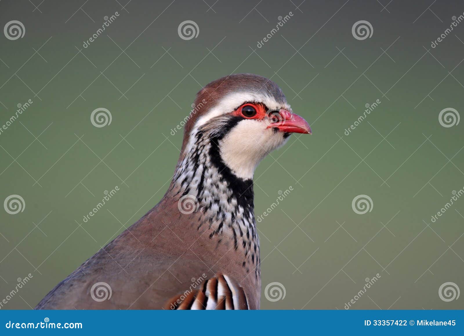 Red-legged Partridge, Alectoris Rufa Stock Photo - Image of british ...