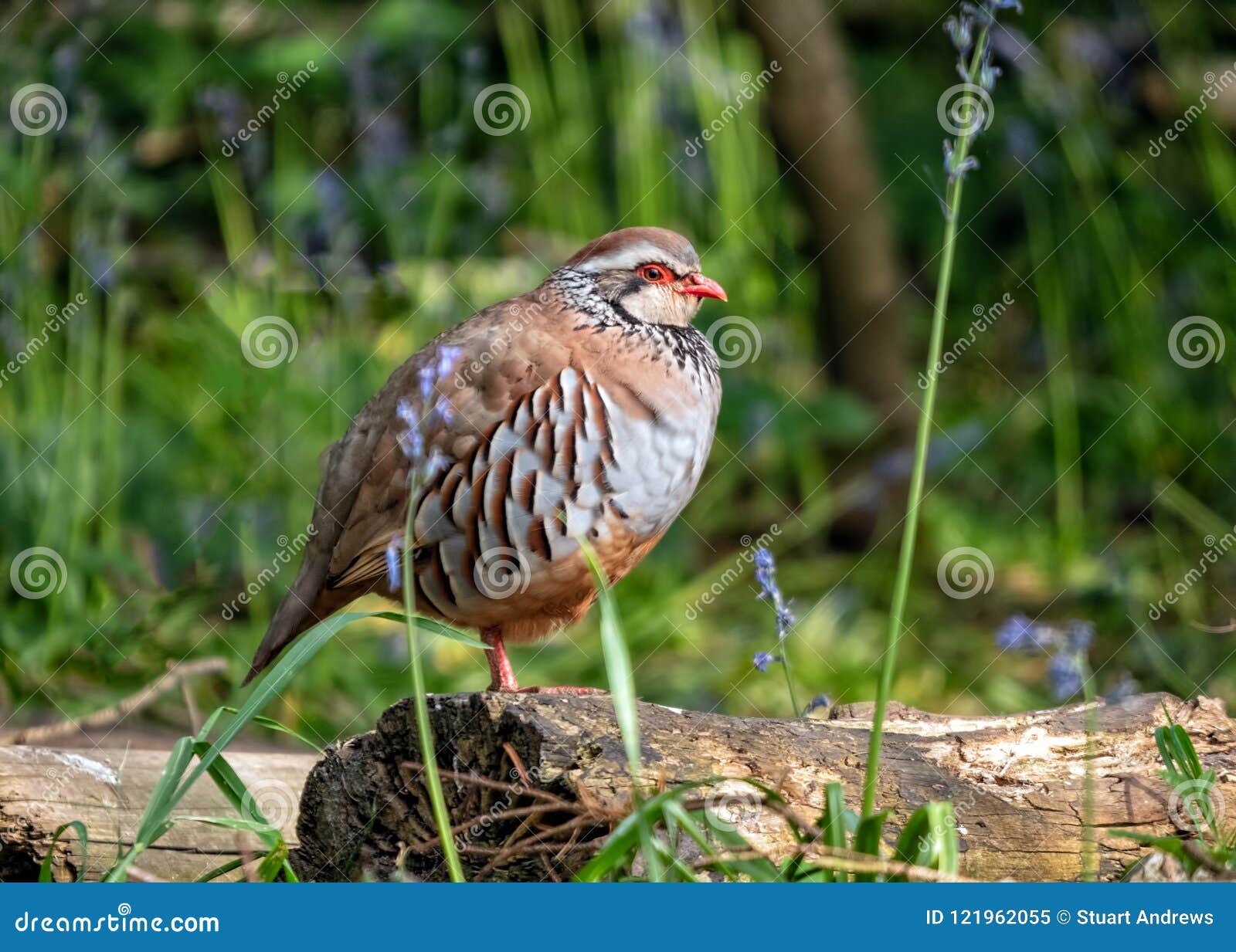 Red-legged Partridge - Alectoris Rufa at Rest, Warwickshire Stock Image ...