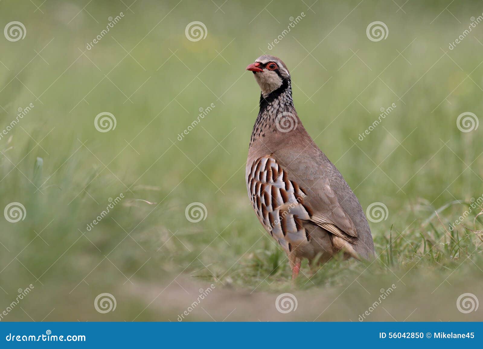 Red-legged Partridge, Alectoris Rufa Stock Photo - Image of bird ...