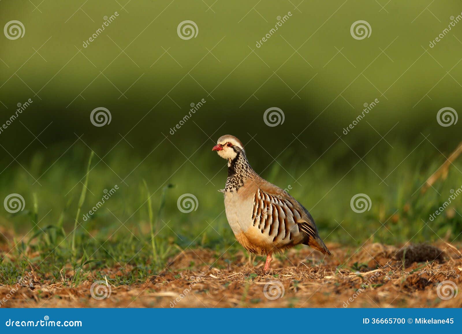Red-legged Partridge, Alectoris Rufa Stock Photo - Image of alectoris ...