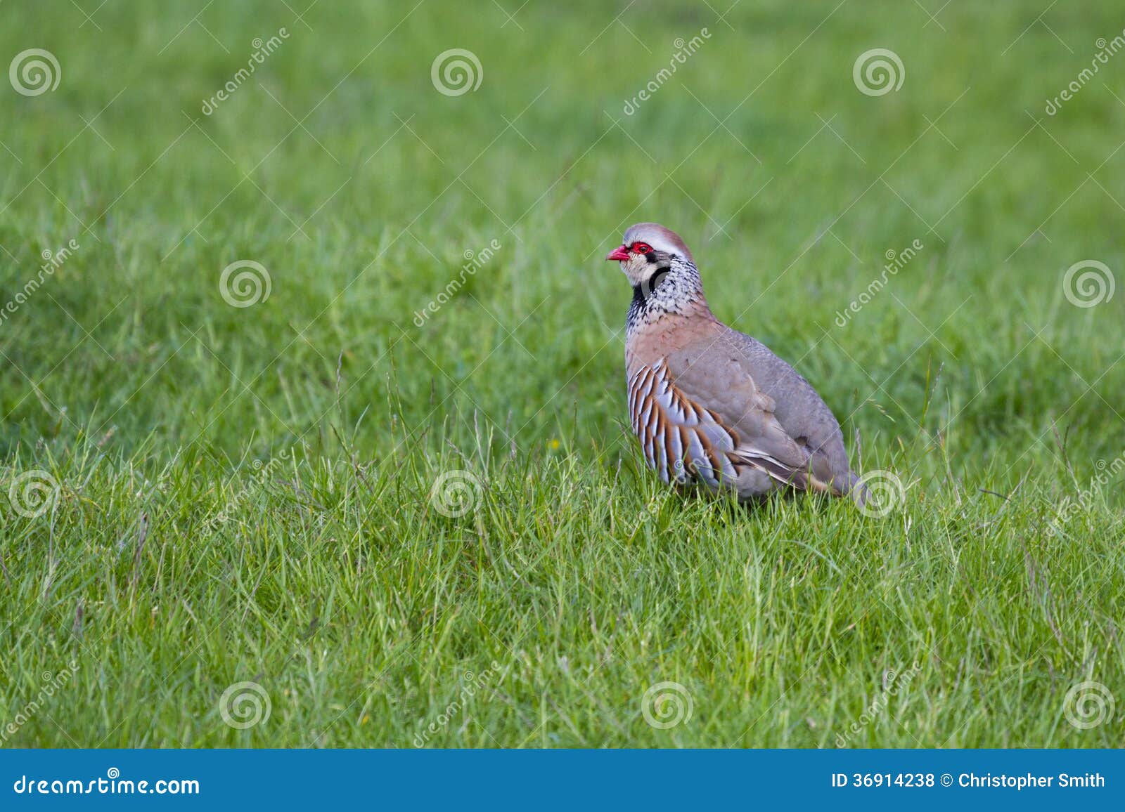 Red Legged Partridge (Alectoris Rufa) Stock Photo - Image of europe ...