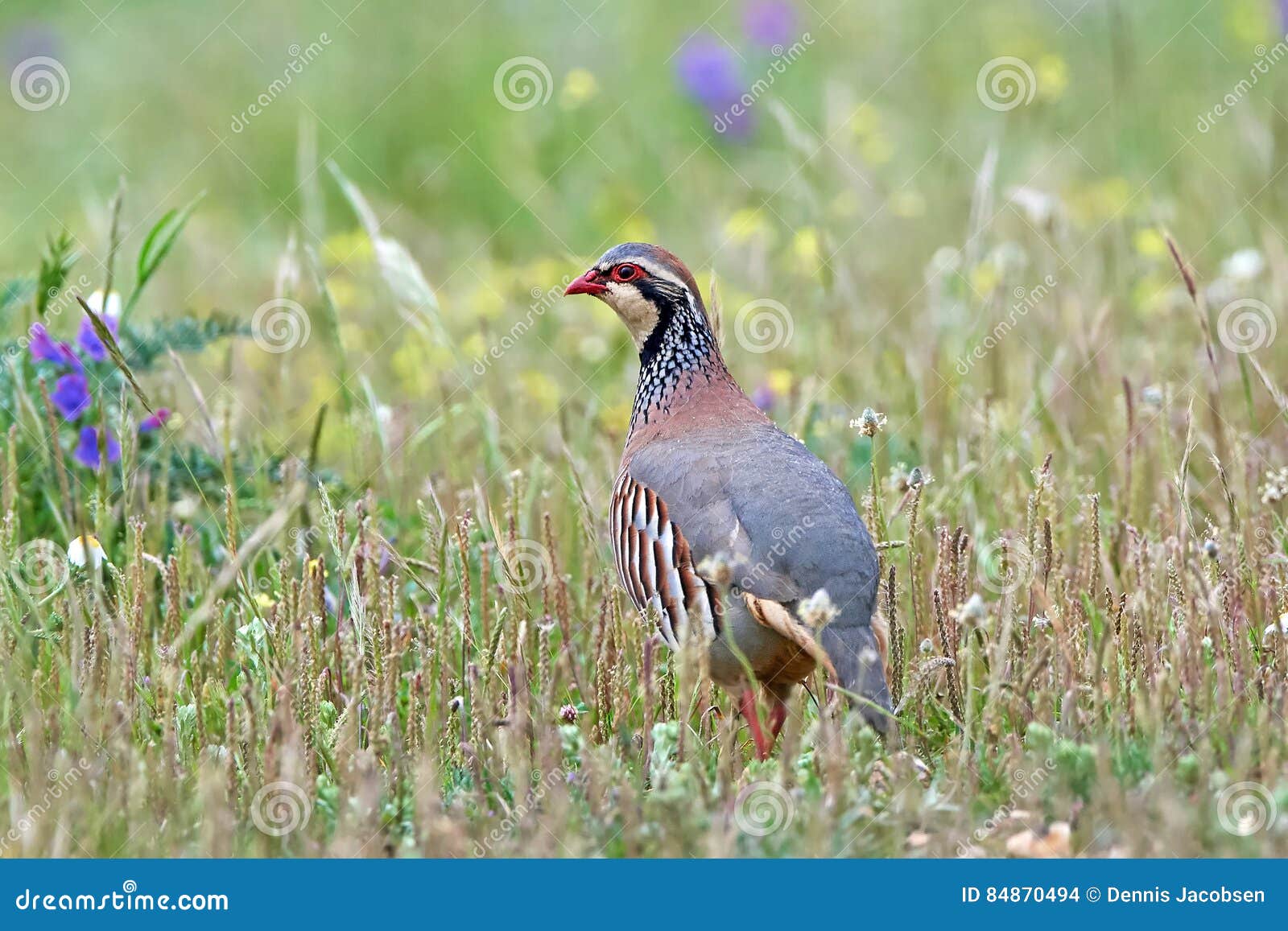 Red-legged Partridge Alectoris Rufa Stock Photo - Image of fauna, wild ...