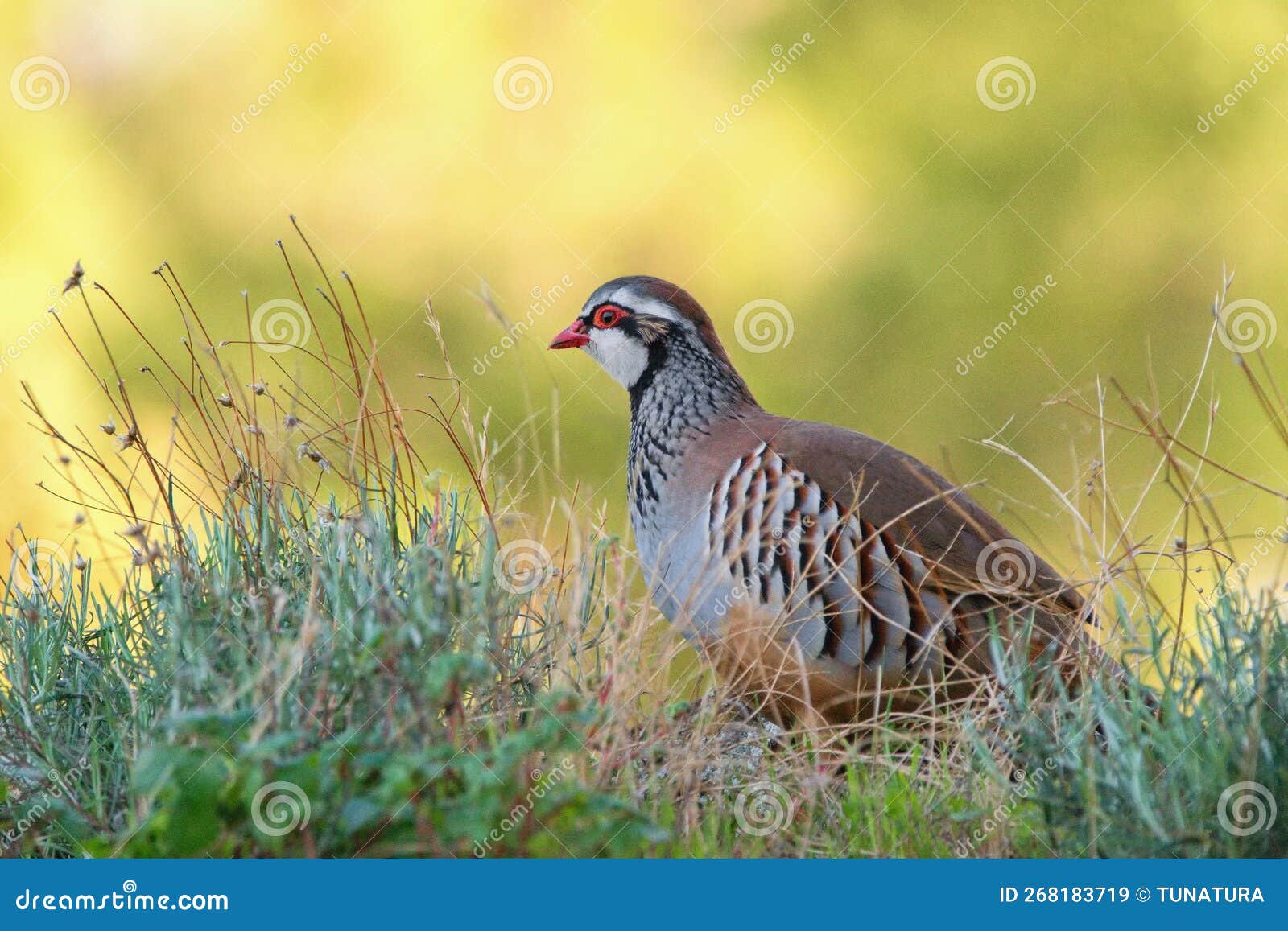 The Red Legged Partridge Also Known As French Partridge Alectoris Rufa ...