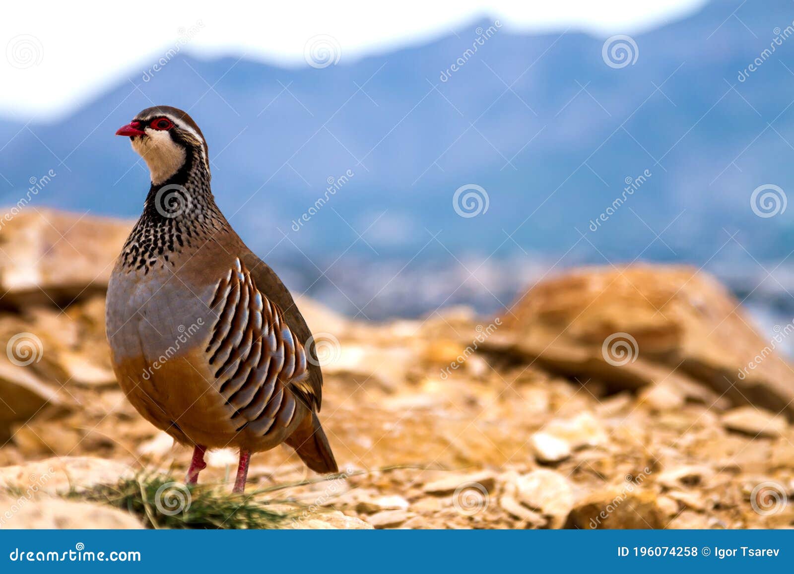 Red-legged Partridge on the Background of Rocks of Stones and the Sea ...