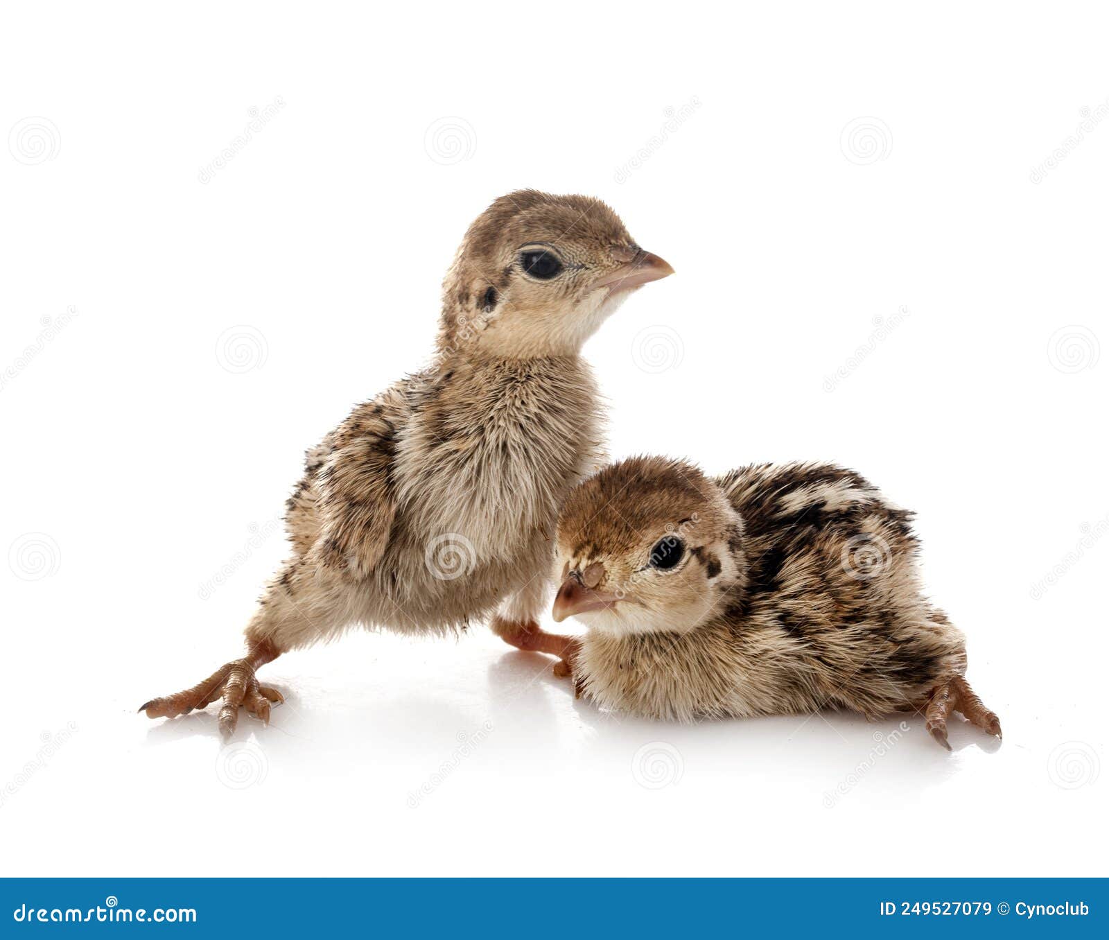 Red-legged Partridge Chicks Stock Image - Image of french, wildlife ...