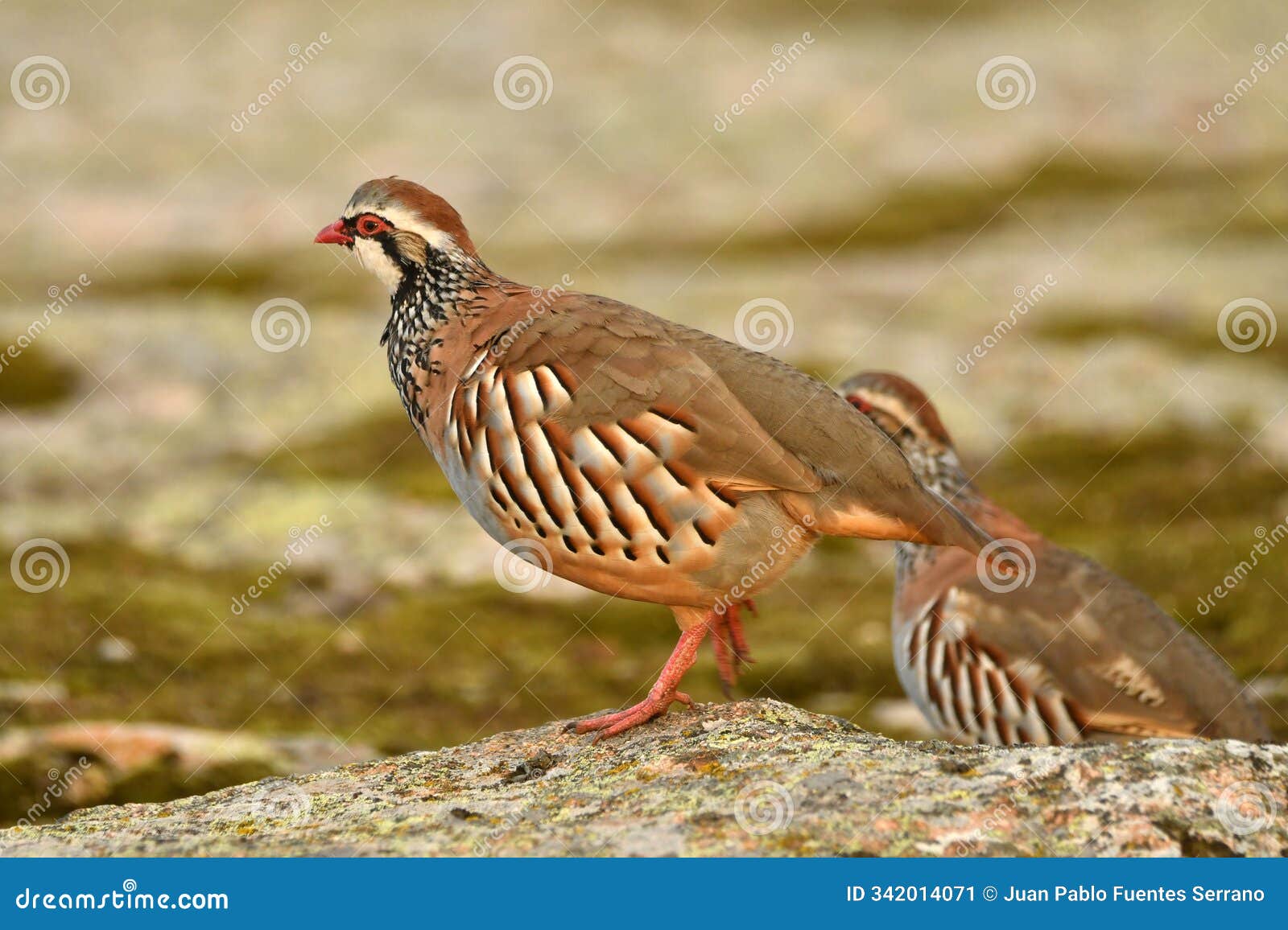 Red-legged Partridge in the Field Stock Image - Image of branch, leaf ...