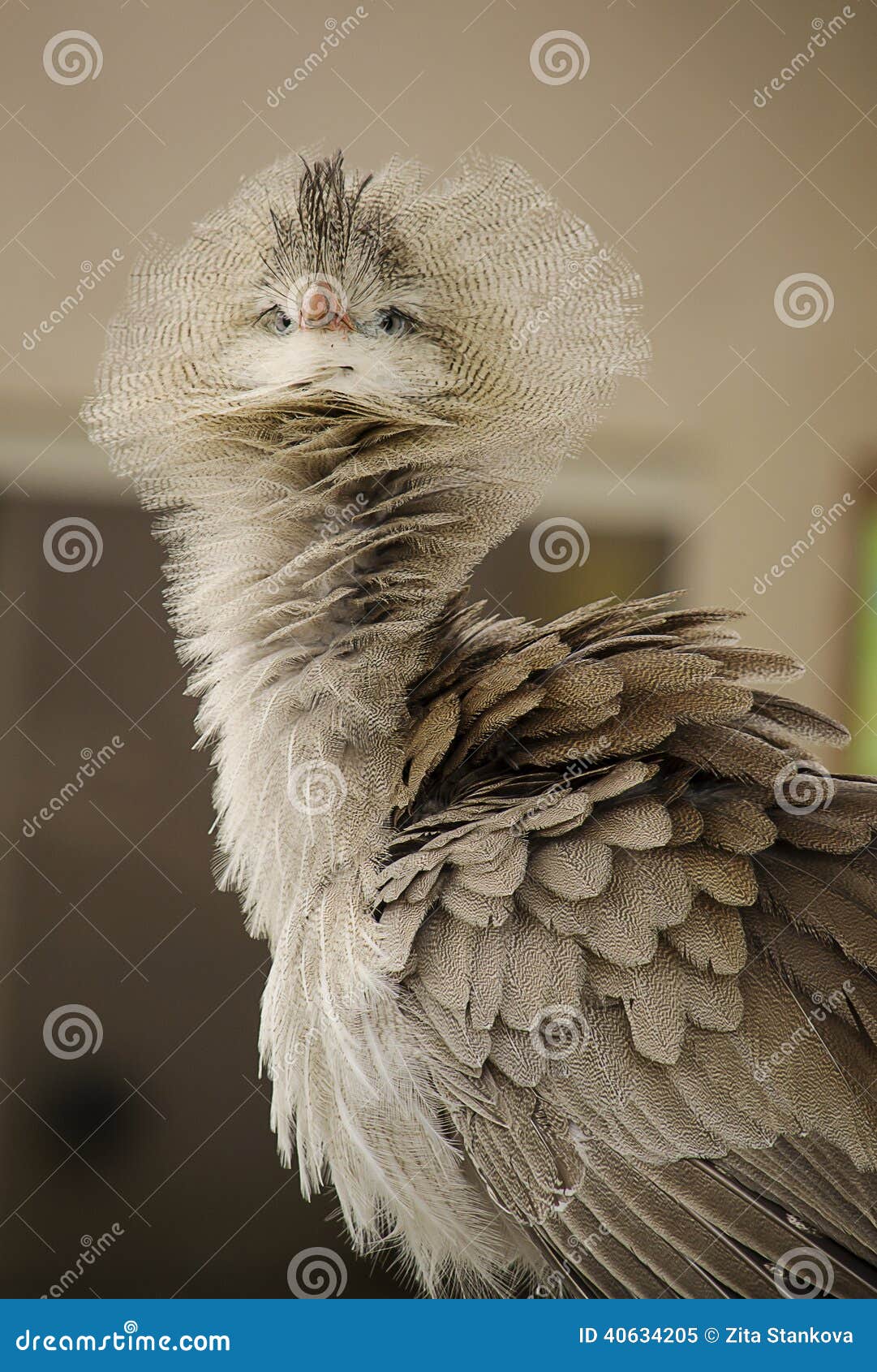 Red-legged sereima stock image. Image of legged, sereima - 40634205