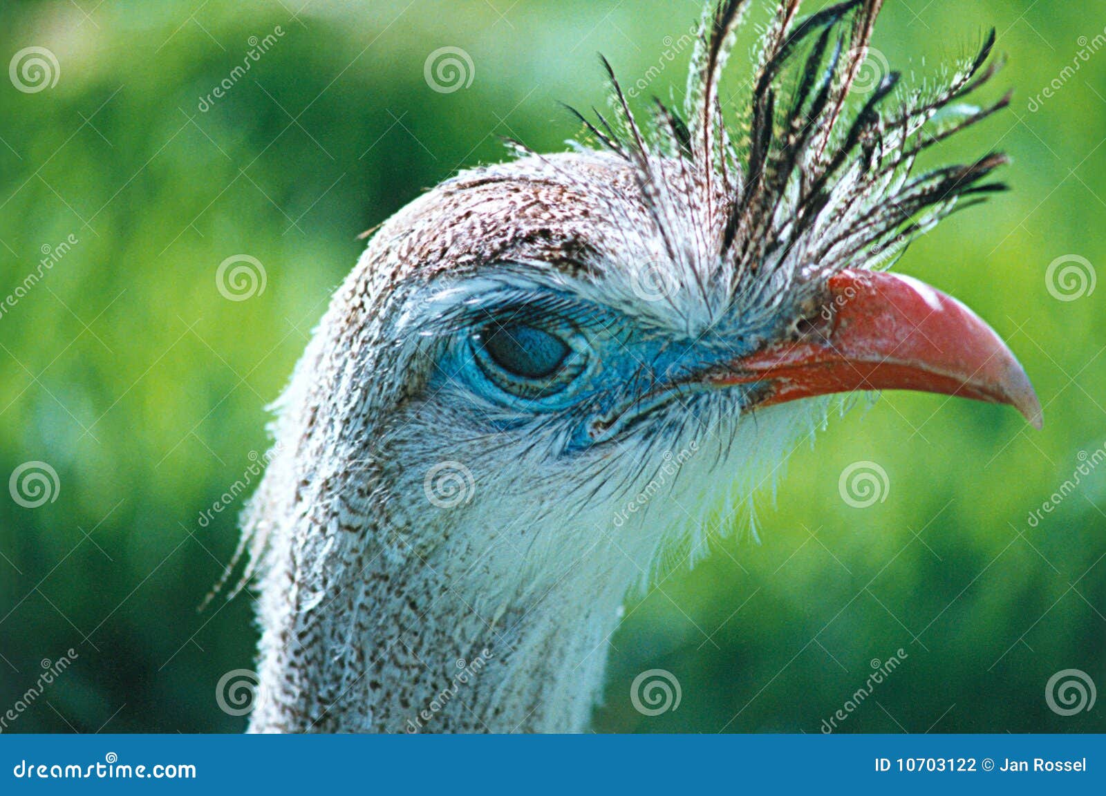 Red-legged Seriema stock photo. Image of exotic, fauna - 10703122