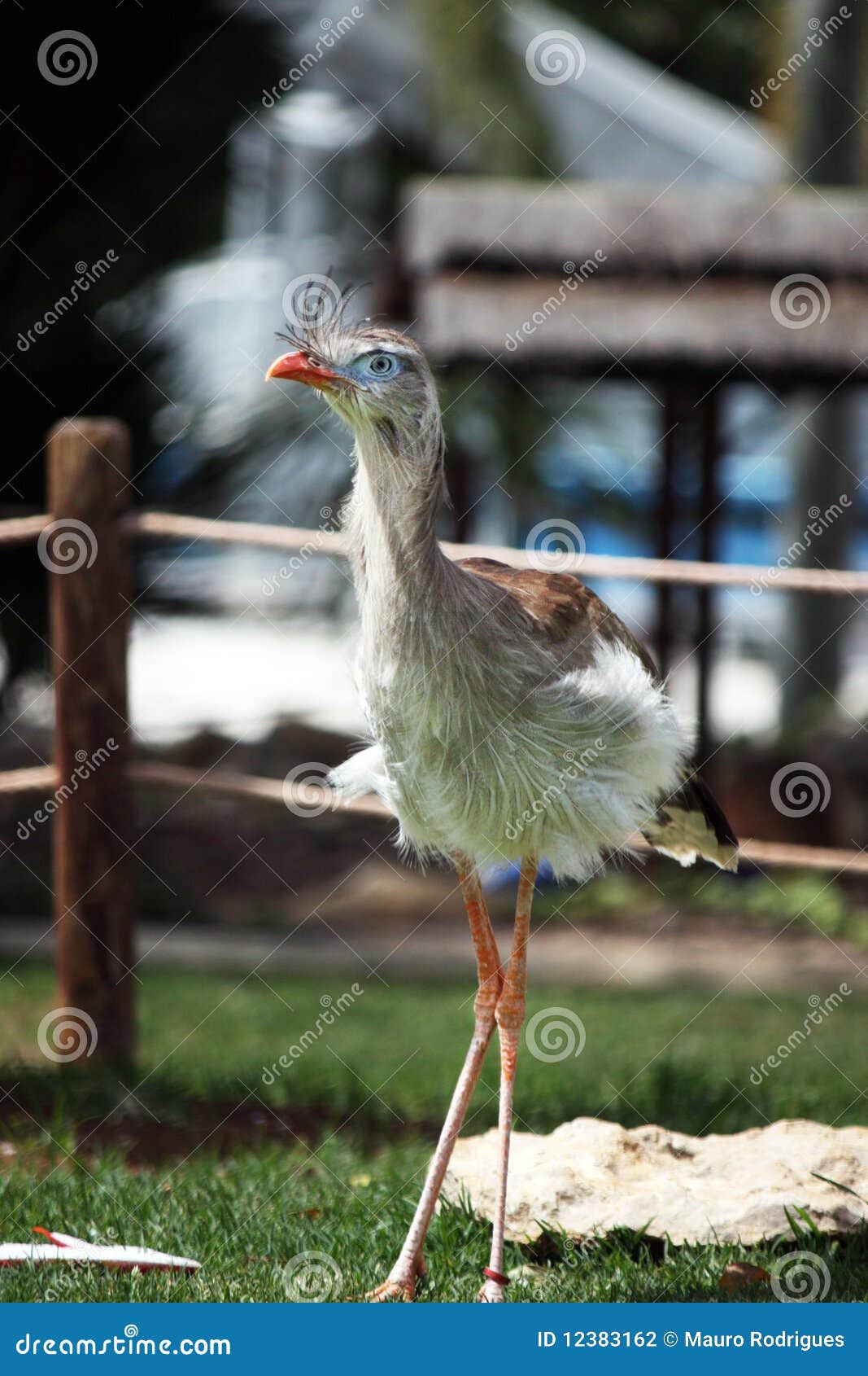 Red-Legged Seriema stock photo. Image of seriema, captivity - 12383162