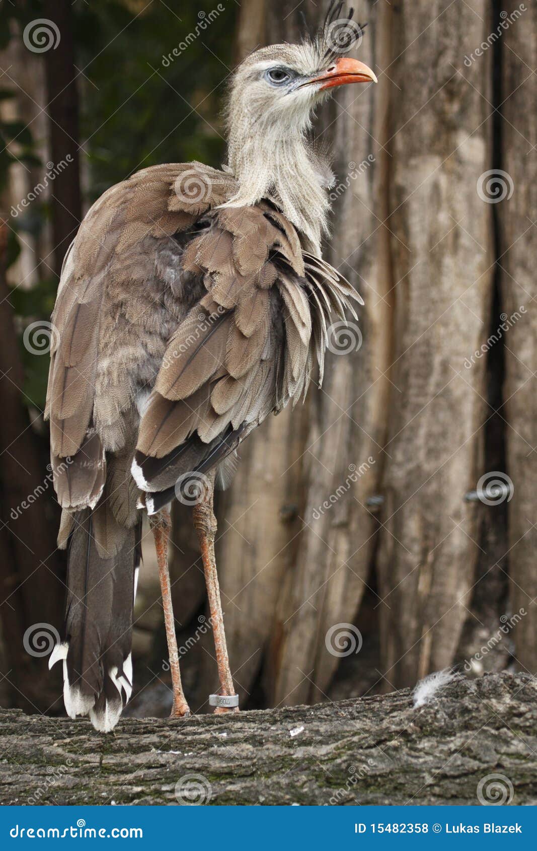 Red-legged seriema stock photo. Image of seriema, crested - 15482358