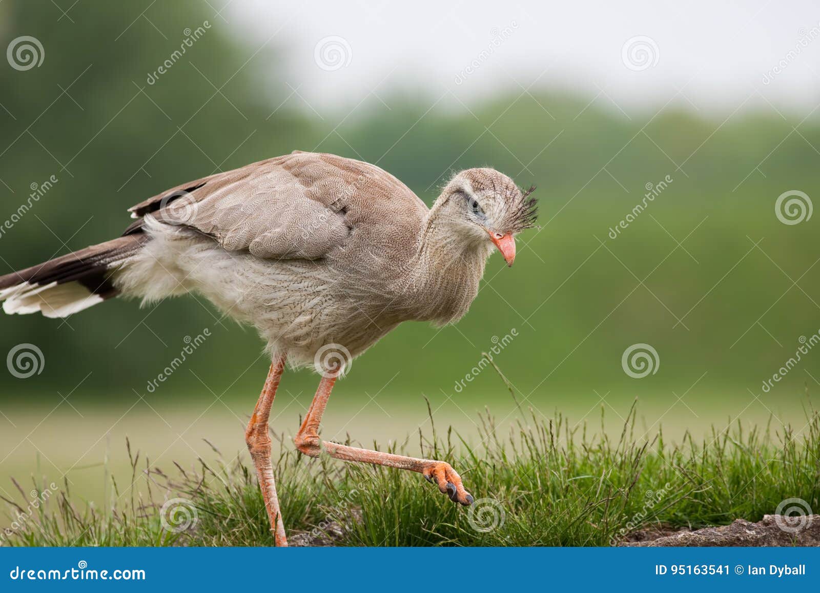 Red-legged Seriema Or Crested Cariama, Cariama Cristata Royalty-Free ...