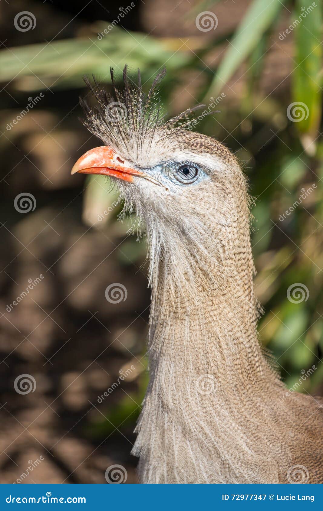 Red legged seriema. stock image. Image of nature, isolated - 72977347