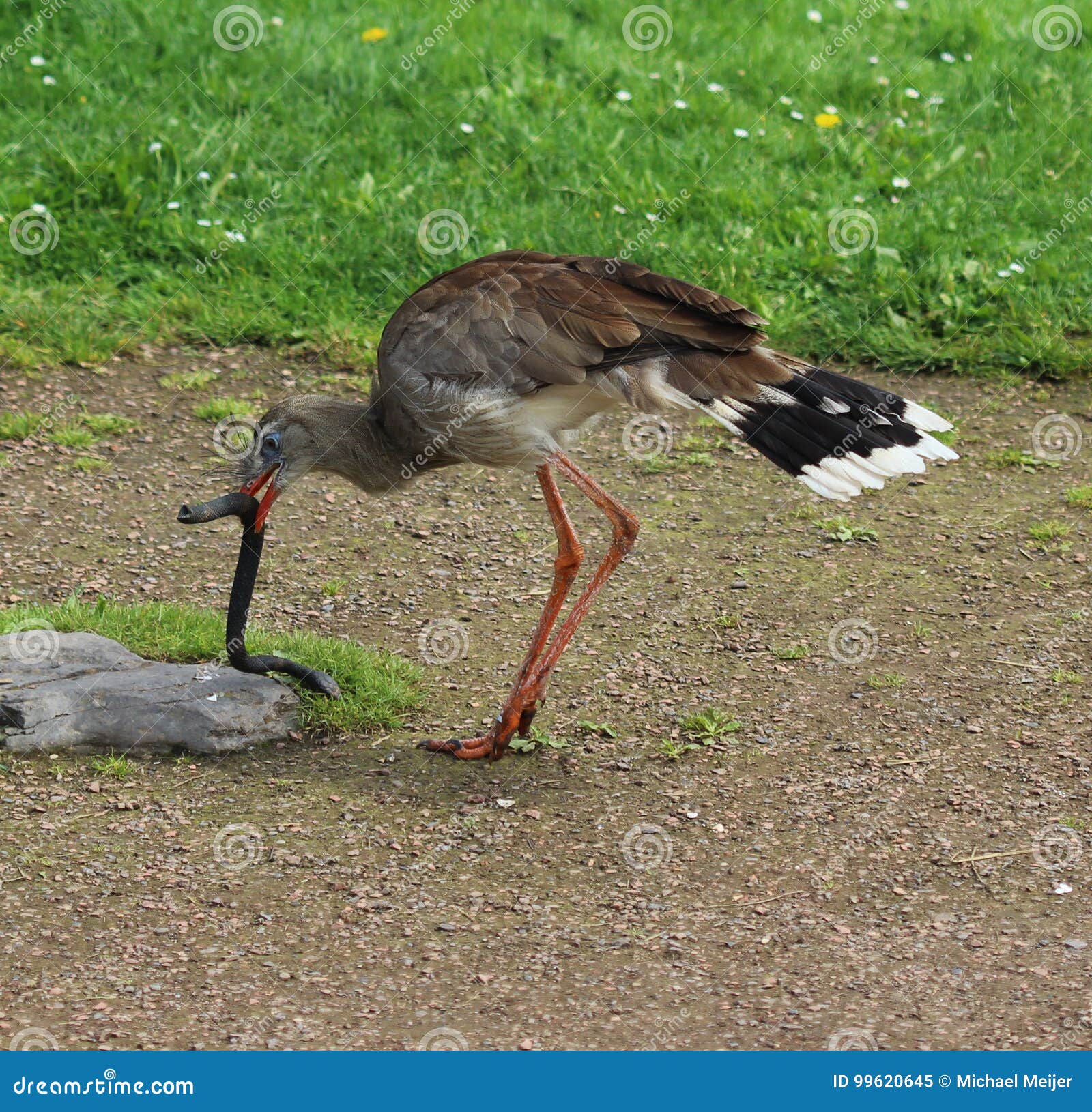 Red-legged seriema stock image. Image of smacking, seriema - 99620645