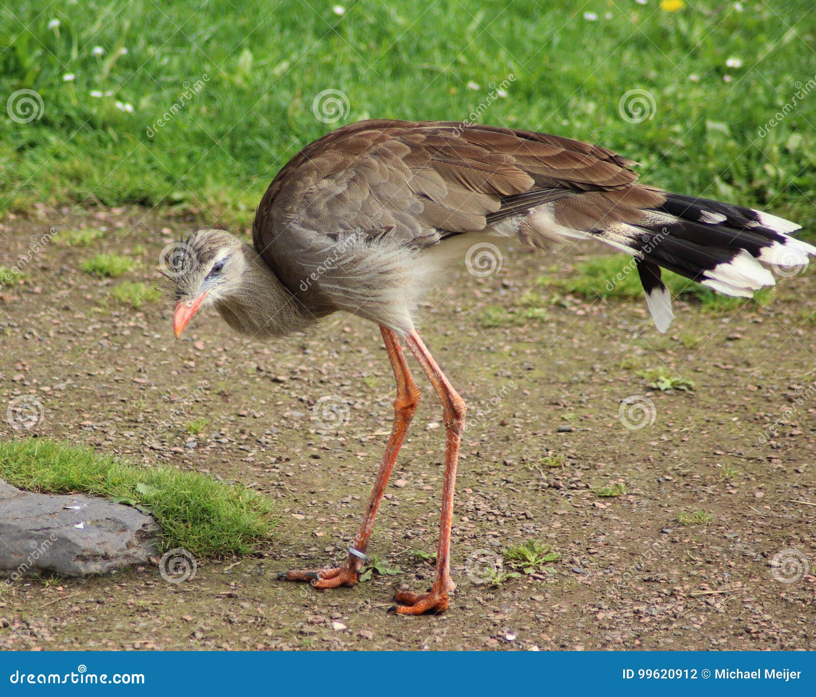 Red-legged seriema stock photo. Image of redlegged, prey - 99620912